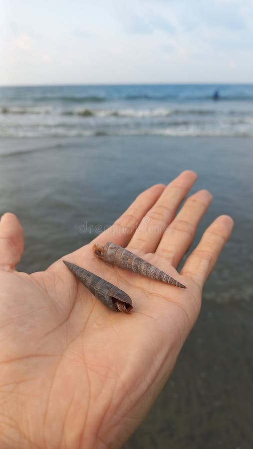 Shape of Many Snail& X27;s Shell in the Beach Stock Photo - Image of ...