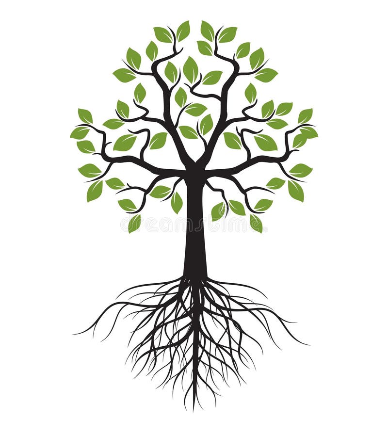 Shape of Spring Tree with Leaves and Roots. Vector Outline Illustration ...