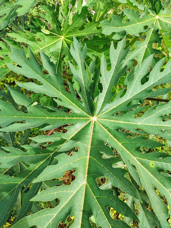 Shape and Structure of Papaya Leaves from a High Angle Stock Image ...
