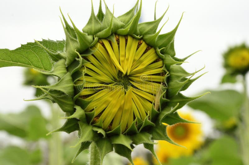 Shape of sunflower bud stock image. Image of beauty, beautiful - 59653605
