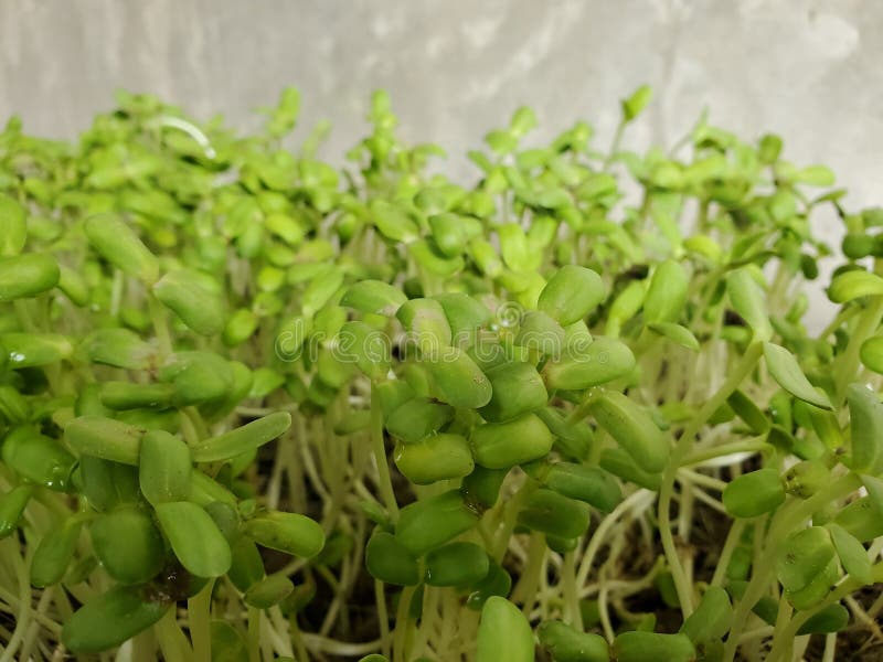 The Sunflower Sprouts in the Soil. Stock Image - Image of freshsalad ...