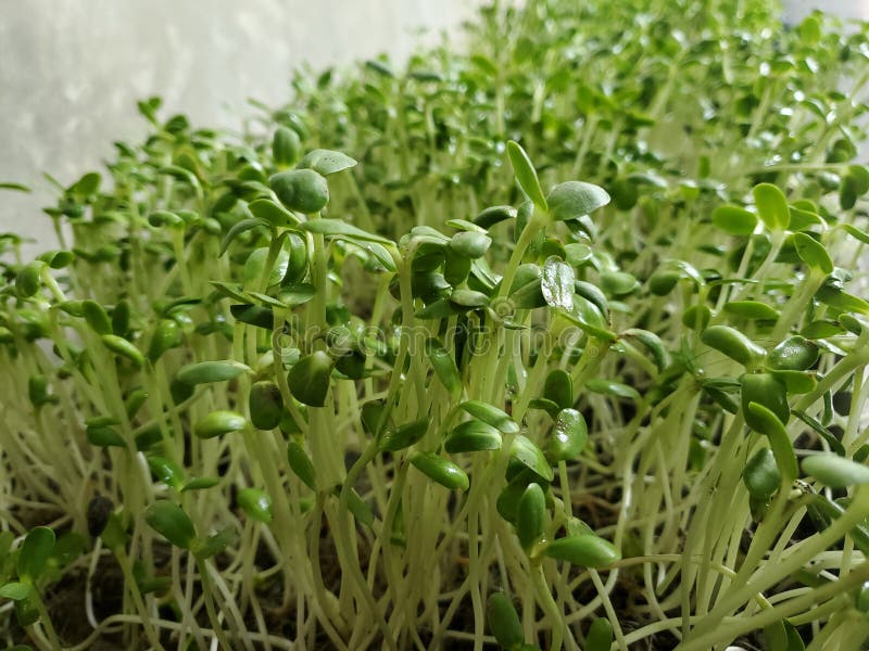 The Sunflower Sprouts in the Soil. Stock Photo - Image of tree ...