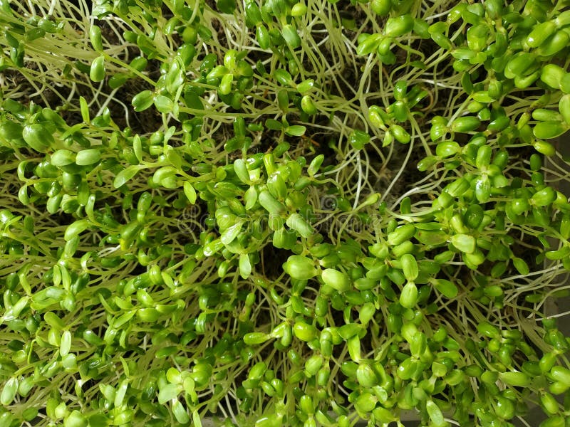 The Sunflower Sprouts in the Soil. Stock Image - Image of greenleaves ...