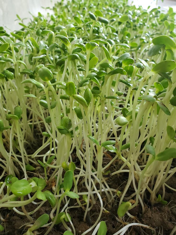 The Sunflower Sprouts in the Soil. Stock Photo - Image of tree, shape ...
