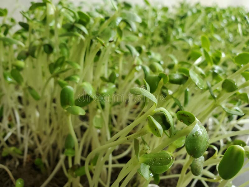 The Sunflower Sprouts in the Soil. Stock Photo - Image of vegetable ...