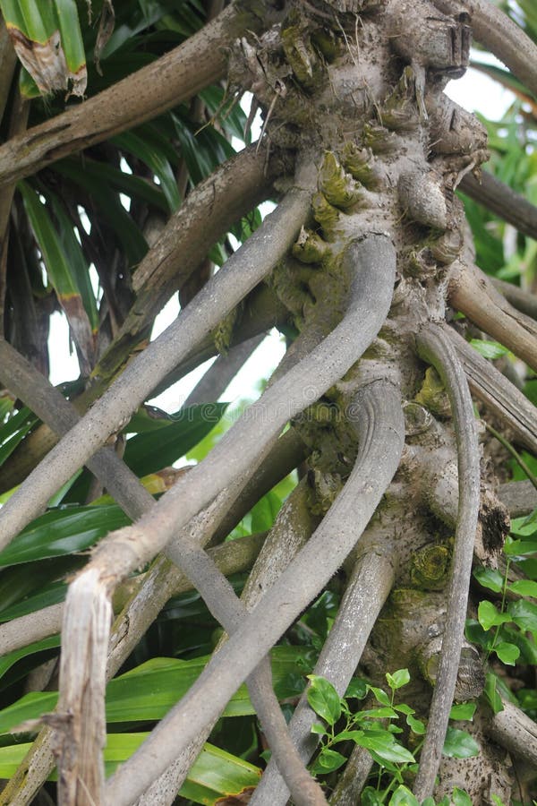 The Shape and Texture of the Thorny Pandan Roots that Grow Along the ...
