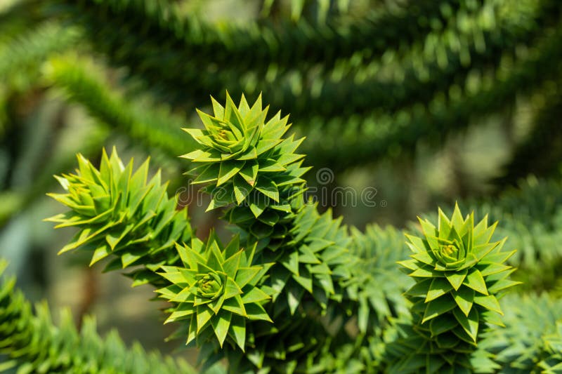 The Shape of the Tip of a Monkey Puzzle Tree Branch with Many Thorns ...