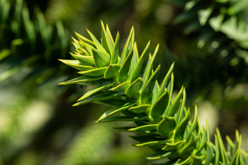 The Shape of the Tip of a Monkey Puzzle Tree Branch with Many Thorns ...