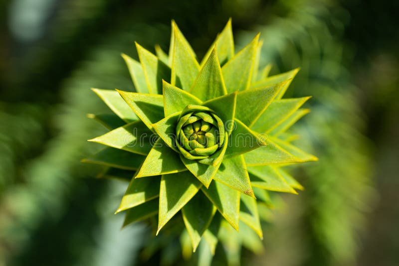 The Shape of the Tip of a Monkey Puzzle Tree Branch with Many Thorns ...