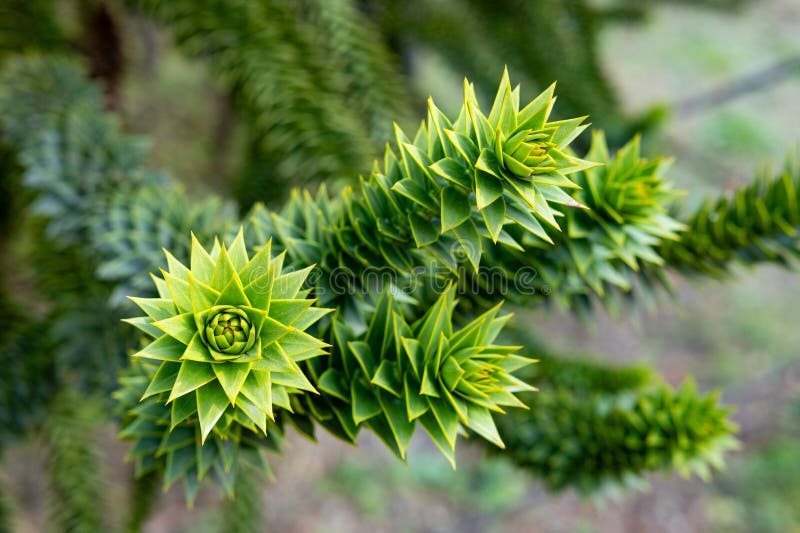 The Shape of the Tip of a Monkey Puzzle Tree Branch with Many Thorns ...