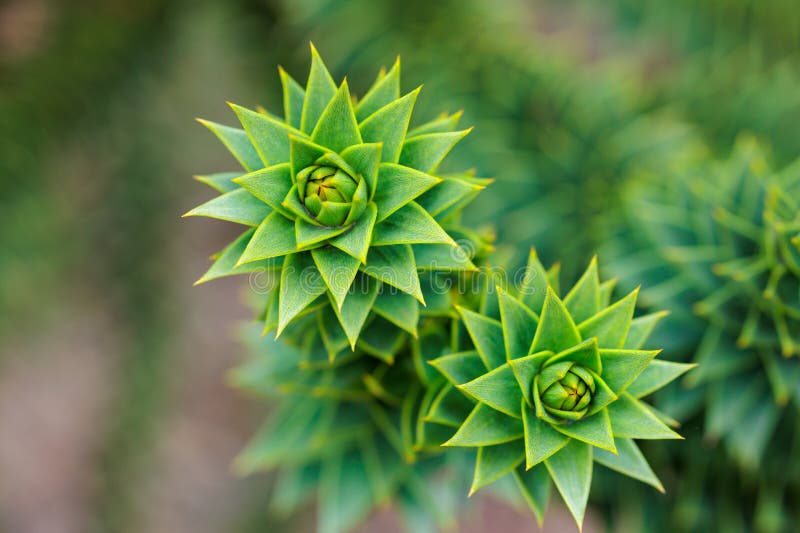 The Shape of the Tip of a Monkey Puzzle Tree Branch with Many Thorns ...