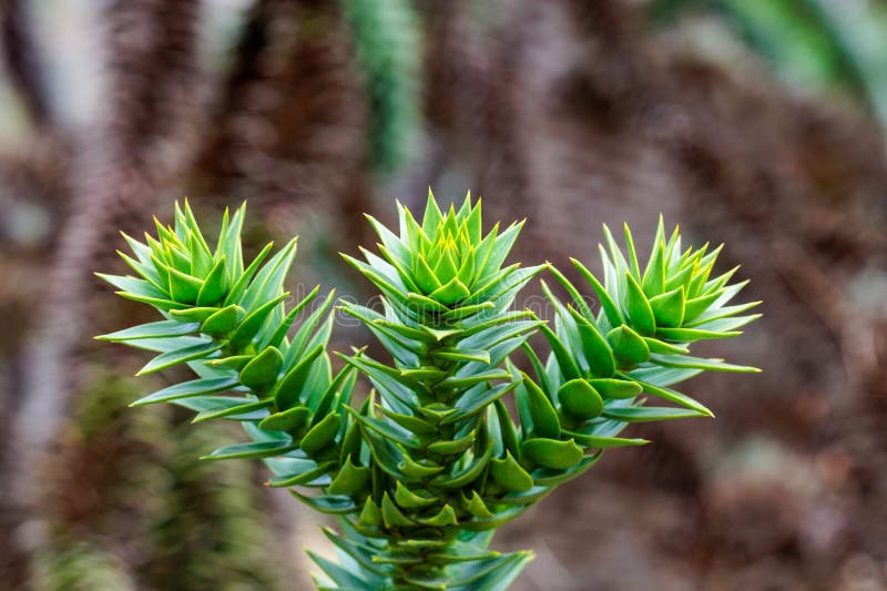 The Shape of the Tip of a Monkey Puzzle Tree Branch with Many Thorns ...