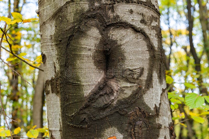 Shape on tree bark stock photo. Image of nature, craft - 163766088
