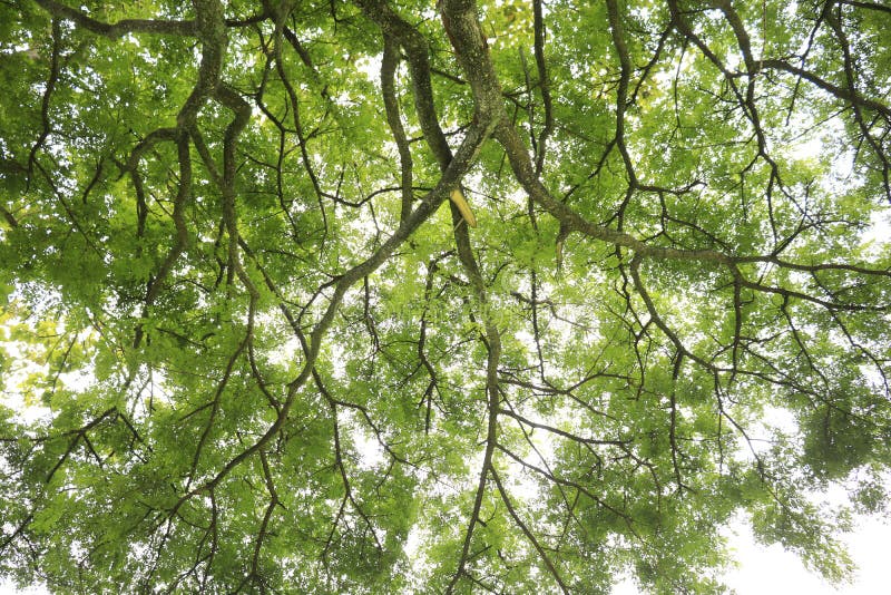 The Shape of a Tree Branch. Abstract Background Stock Photo - Image of ...