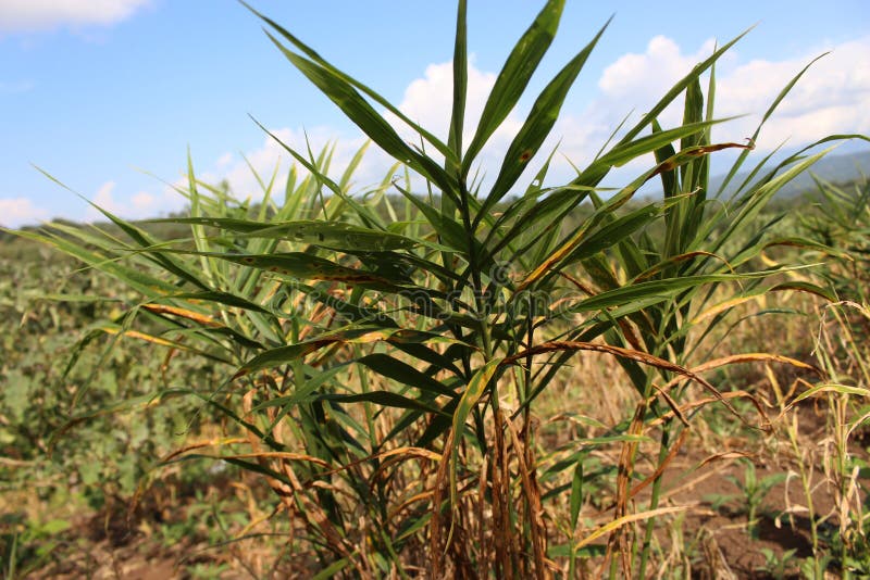 Ginger trees stock photo. Image of trees, pohon, jahe - 119892602