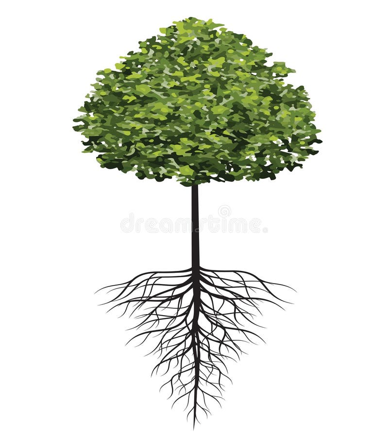 Shape of Tree with Leaves Nd Roots. Vector Outline Illustration Stock ...