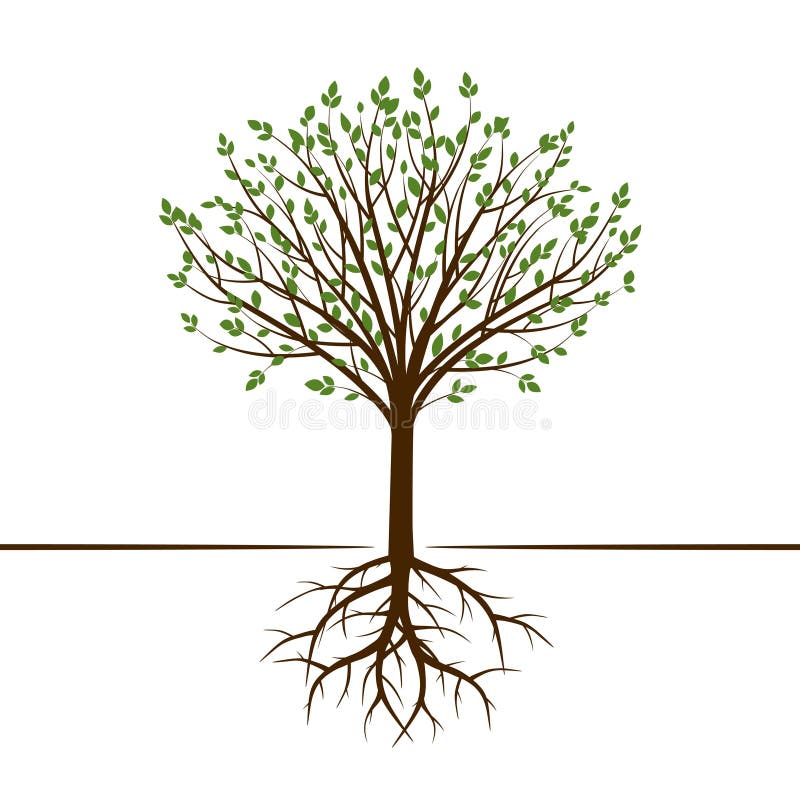 Shape of Trees, Roots and Leafs. Vector Illustration. Stock ...