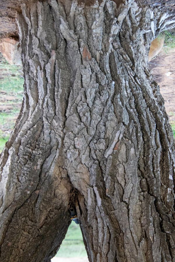 Human Body Shape in the Trunk of a Tree Stock Image - Image of body ...