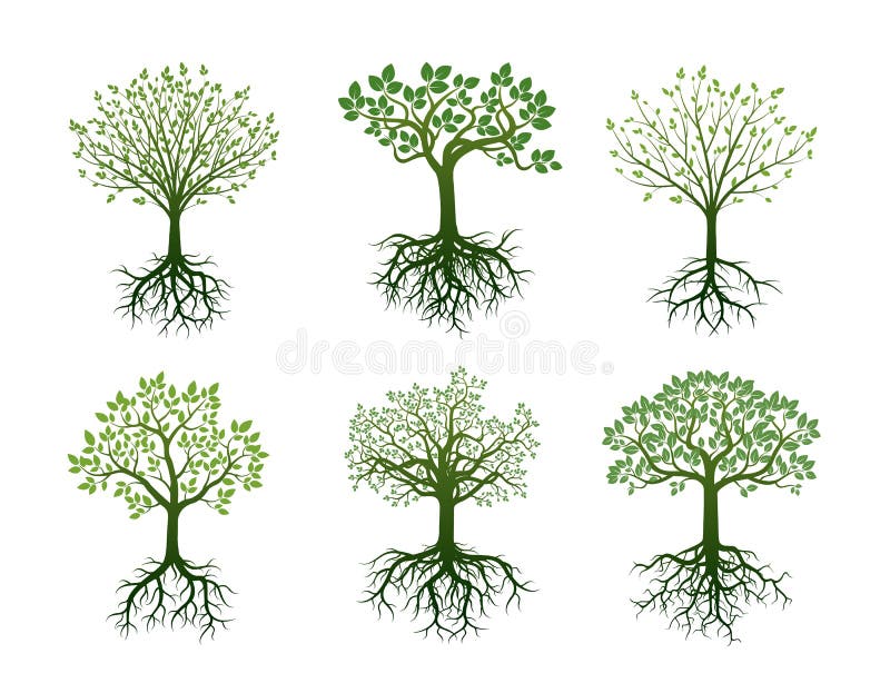 Shape of Trees, Roots and Leafs. Vector Illustration. Stock ...
