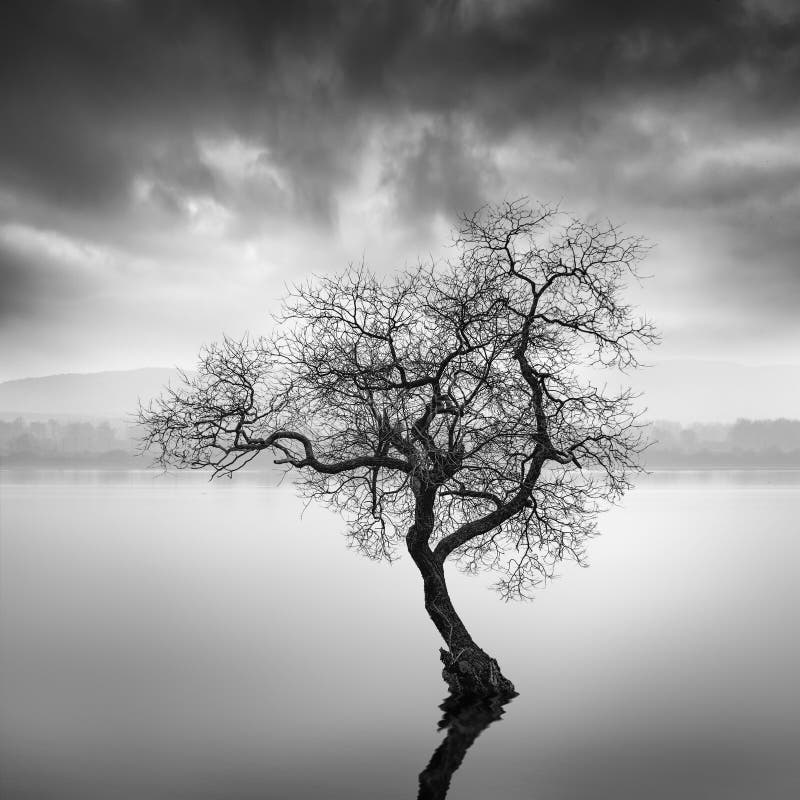 The Shape of Trees XX stock photo. Image of horizon - 362088190