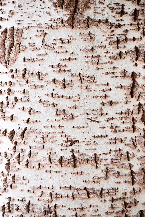 Shape in the Trunk of a Birch Tree in Carrizosa Stock Image - Image of ...