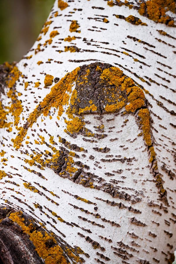 Shape in the Trunk of a Birch Tree in Carrizosa Stock Photo - Image of ...