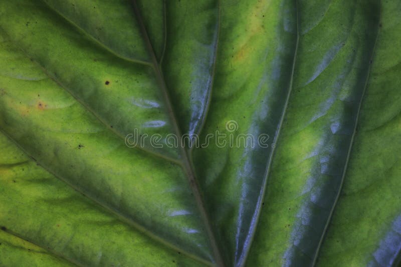 Wavy Leaf Strokes and Smooth Texture Stock Image - Image of clouseup ...