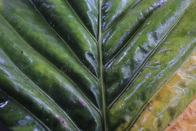 Wavy Leaf Strokes and Smooth Texture Stock Image - Image of objects ...