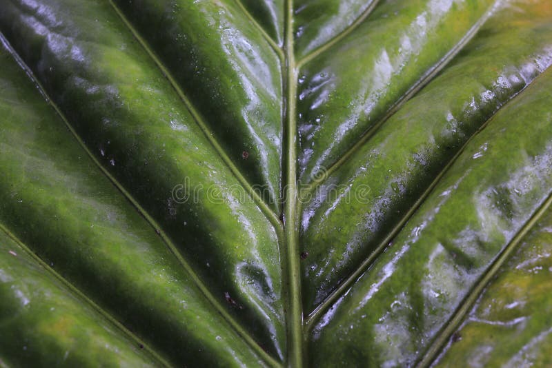 Wavy Leaf Thistle stock image. Image of garden, october - 87568155