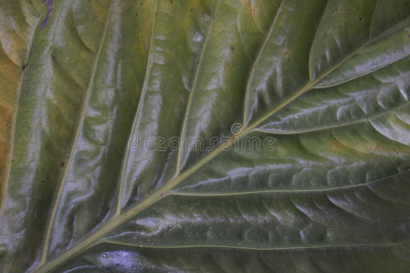 Wavy Leaf Strokes and Smooth Texture Stock Image - Image of pola, color ...