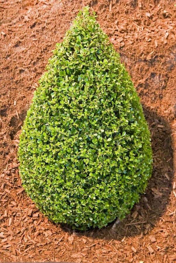 Shaped Bush stock image. Image of wood, teardrop, plant - 6041097