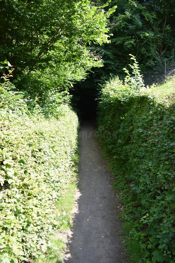 Narrow path between plants stock photo. Image of woodland - 231091982