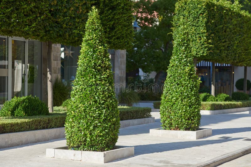 Shaped Cone Bushes in an Urban Environment Stock Photo - Image of ...
