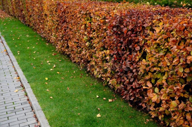 Shaped Deciduous Hedges in the Fall Shed Lots of Leaves on the Lawns of ...
