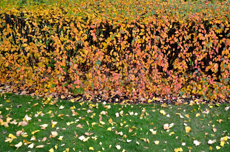 Shaped Deciduous Hedges in the Fall Shed Lots of Leaves on the Lawns of ...