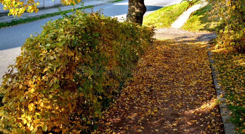 Shaped Deciduous Hedges in the Fall Shed Lots of Leaves on the Lawns of ...