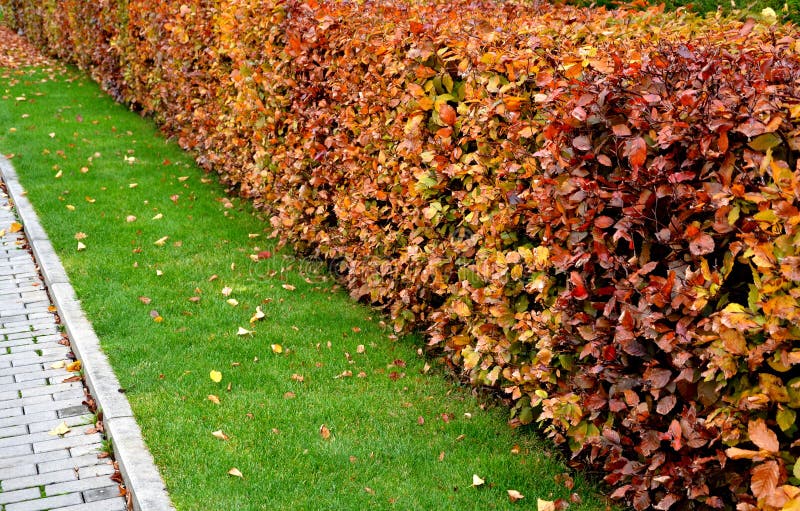 Shaped Deciduous Hedges in the Fall Shed Lots of Leaves on the Lawns of ...