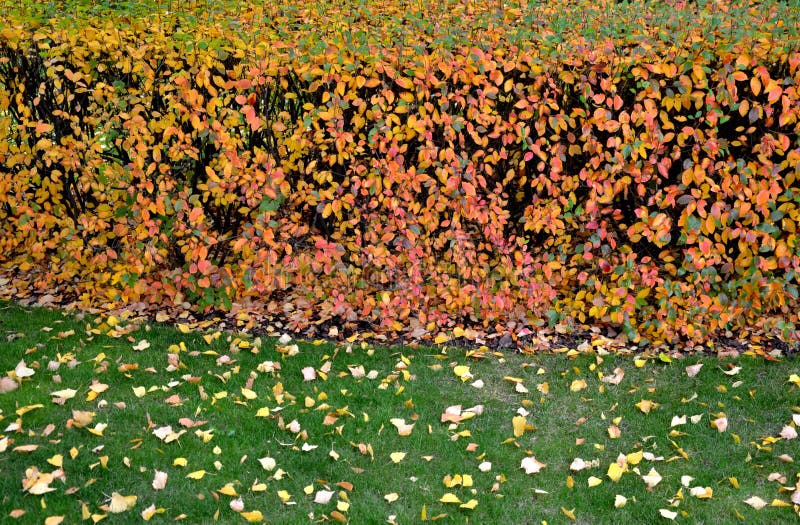 Shaped Deciduous Hedges in the Fall Shed Lots of Leaves on the Lawns of ...
