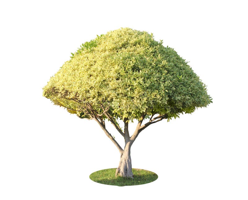Shaped decorative tree stock photo. Image of park, cutting - 28835446