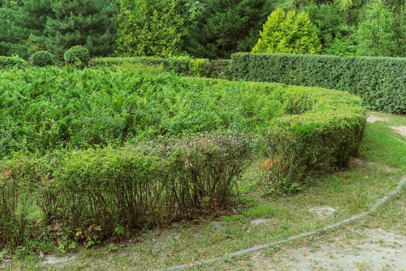 Shaped Green Bushes of Various Shapes in Park Stock Image - Image of ...