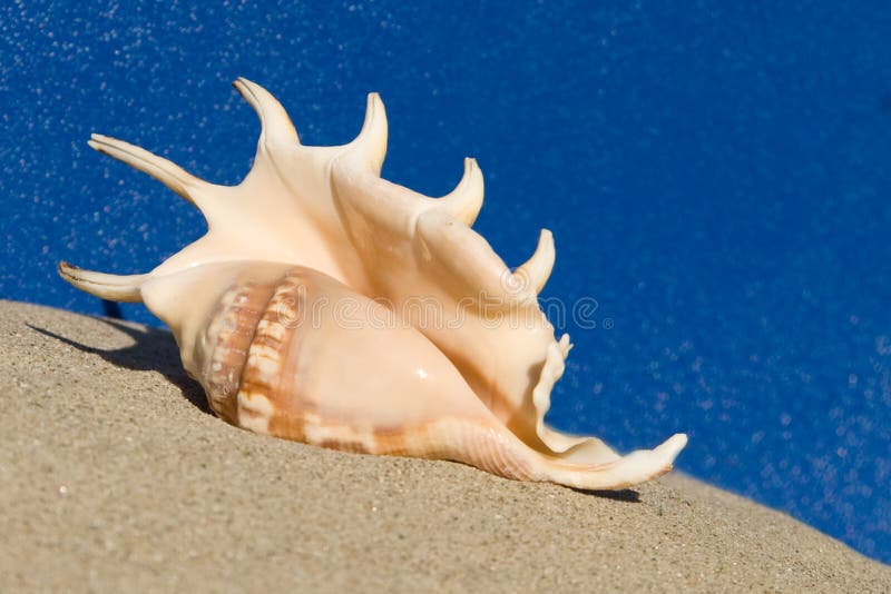 Shaped Seashell on a Diagonal Sand Line Stock Image - Image of bright ...