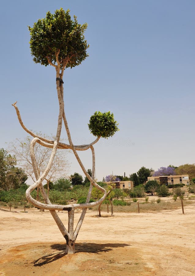 Shaped Trees stock image. Image of agriculture, ecological - 24921429