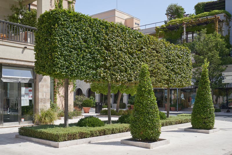 Shaped Trimmed Tree of Rectangular Shape in the European City of Tivat ...