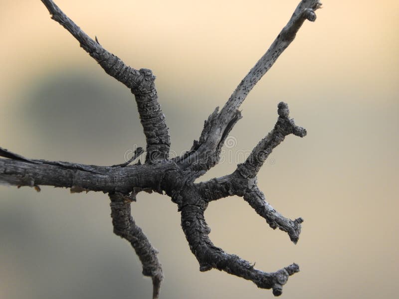 10 Shapes stock photo. Image of dead, shapes, focus, plant - 97633700