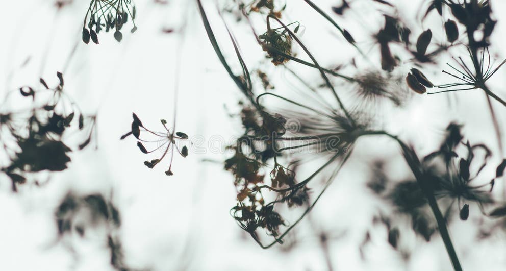 Shapes of the Inflorescence of Dill in a Blur Stock Photo - Image of ...