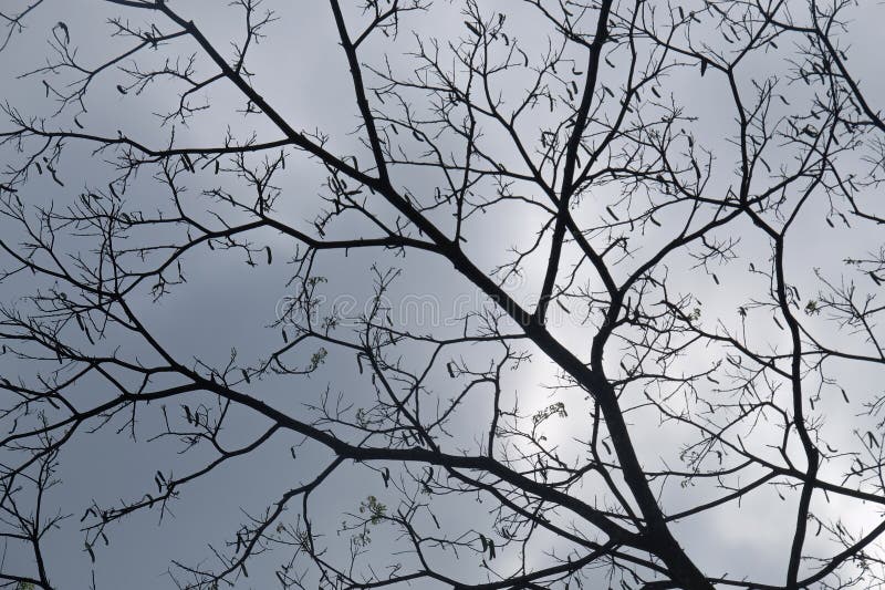 Shapes, Patterns, Abstract Textures of Lush Tree Branches Stock Image ...