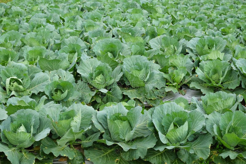 Shapes, Textures and Abstract Patterns of Cabbage Plants in the Fields ...