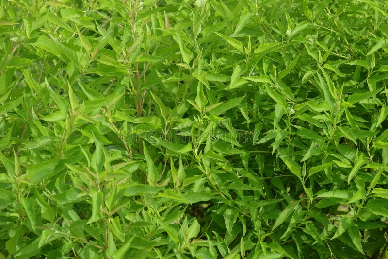 Shapes, Textures and Abstract Patterns of Green Bush Leaves. Stock ...