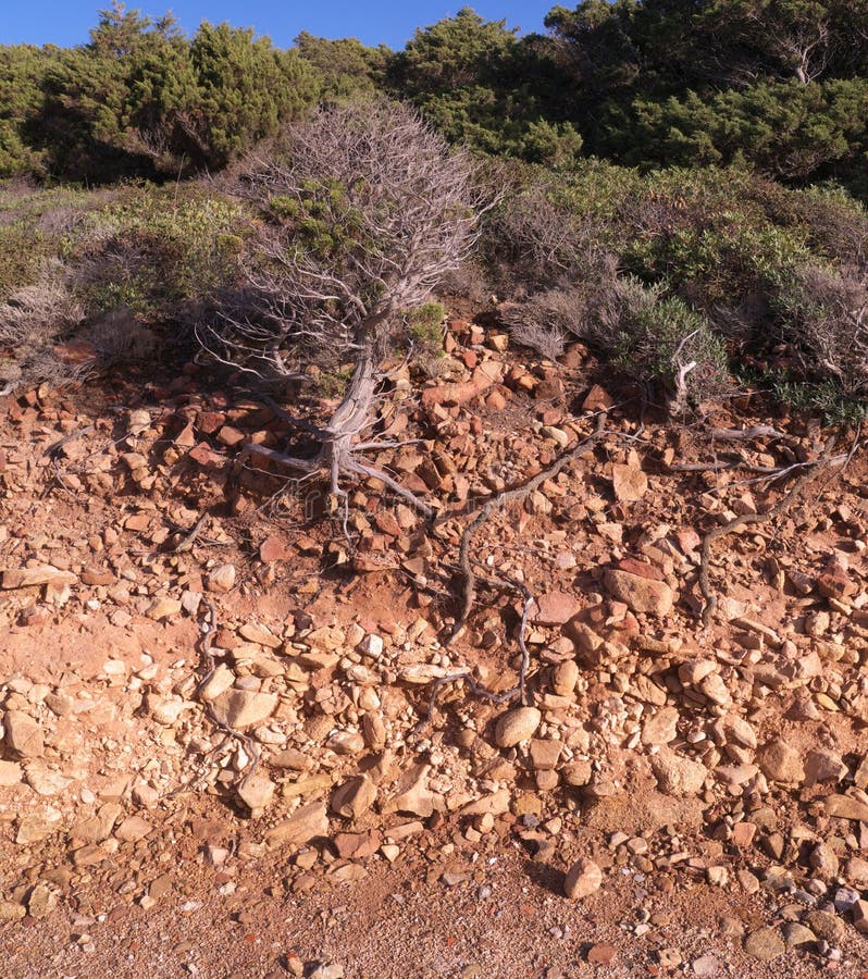 The shapes of the tree stock photo. Image of branches - 50207680