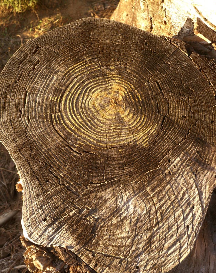 The shapes of the tree stock image. Image of dead, nature - 50207697